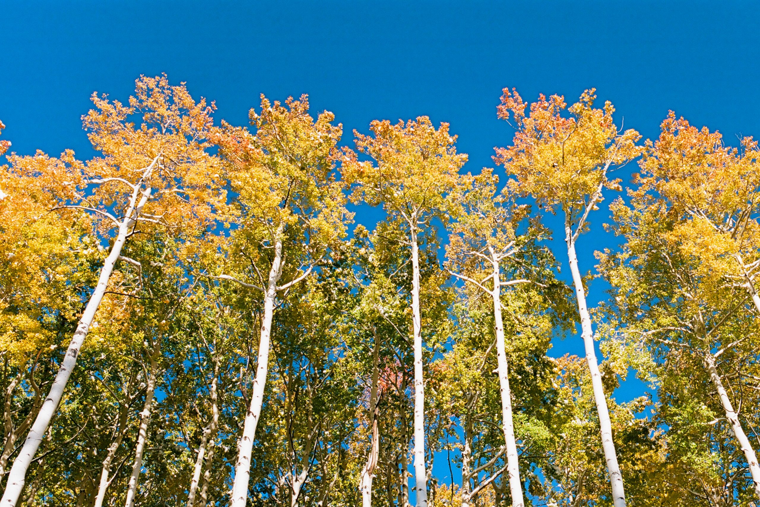 fall-1 - The Darkroom Photo Lab