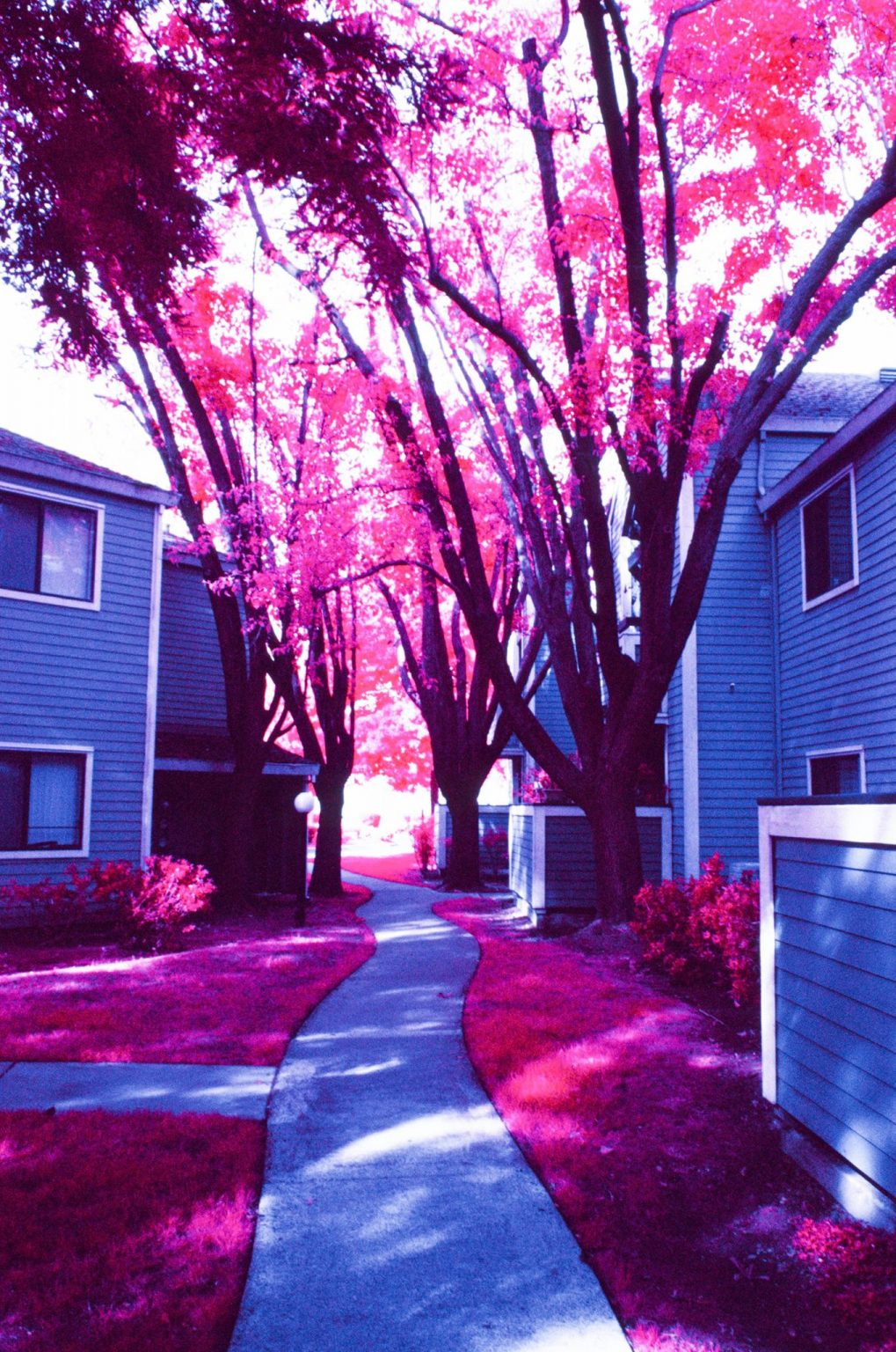 Infrared Film Photography - IR Film How To, Tips & Filters - The Darkroom