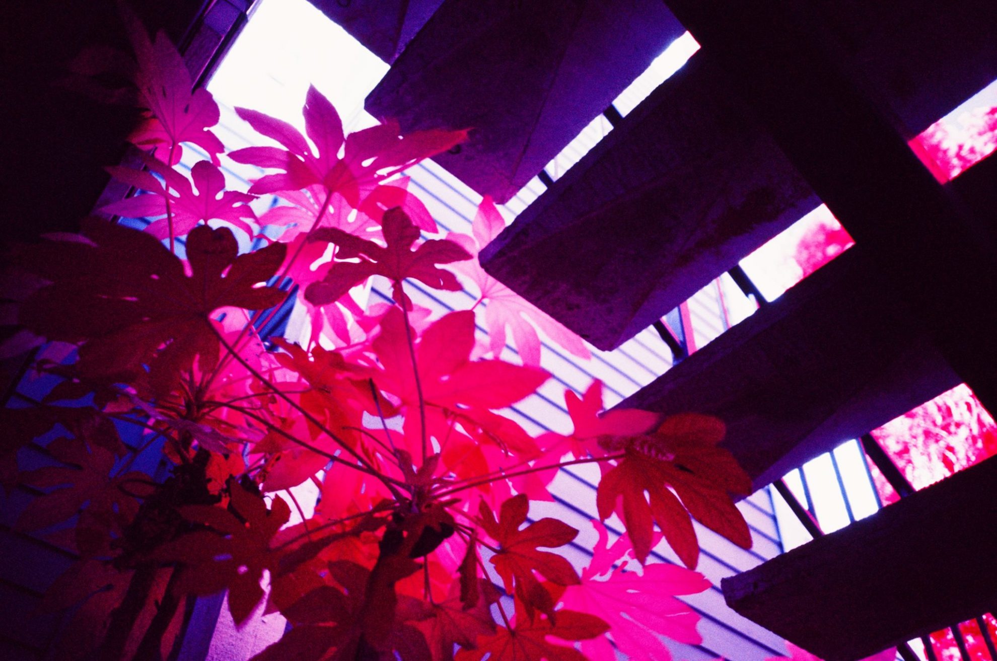 Infrared Film Photography - IR Film How To, Tips & Filters - The Darkroom