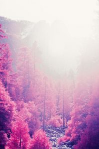 Infrared Film Photography - IR Film How To, Tips & Filters - The Darkroom