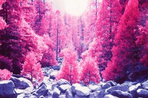 Infrared Film Photography - IR Film How To, Tips & Filters - The Darkroom
