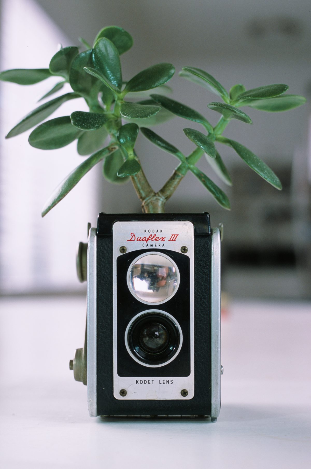 Fujifilm Provia 100f-rebel-000460720038 - The Darkroom Photo Lab