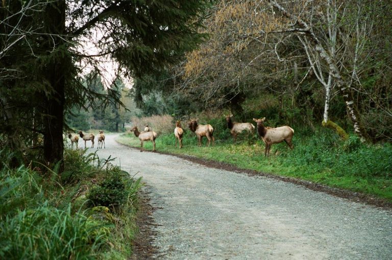 Accidentally exposed film… what does it look like? The Darkroom Lab