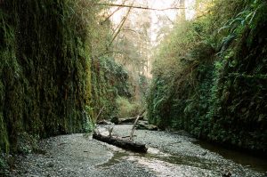 Accidentally exposed film… what does it look like? The Darkroom Lab