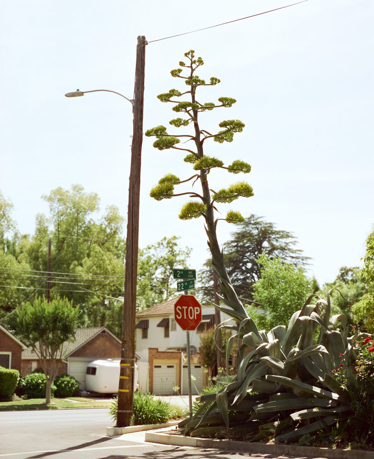 Cinestill 50d p67-000389510003-Edit - The Darkroom Photo Lab