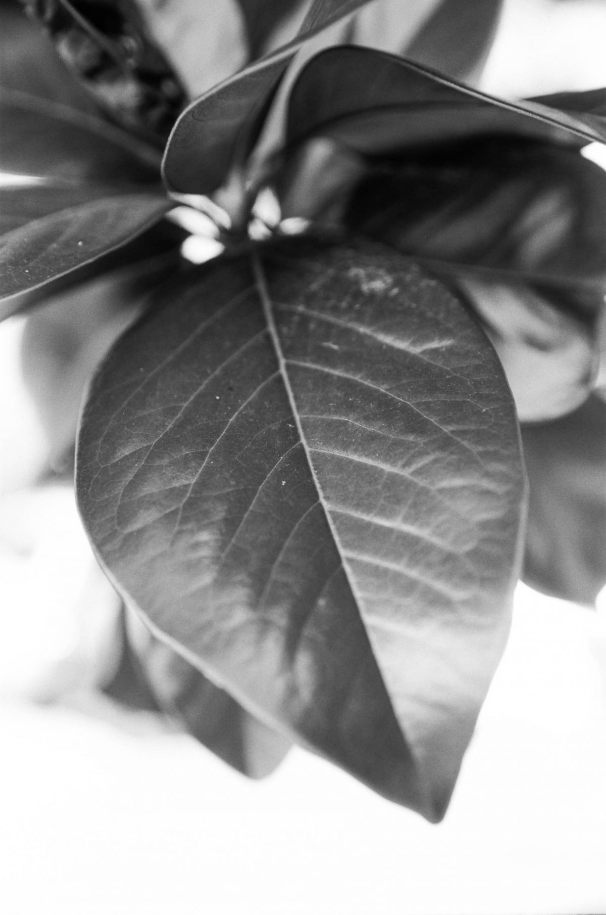 Orthochromatic vs Panchromatic film - A Photo Comparison