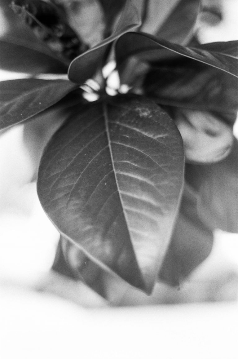 Orthochromatic vs Panchromatic film - A Photo Comparison