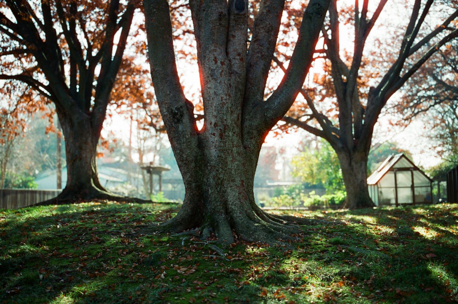 What is Halation? - The Darkroom Photo Lab