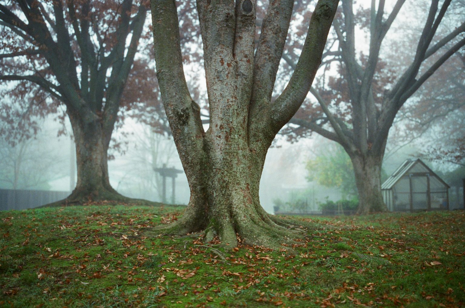 What is Halation? - The Darkroom Photo Lab