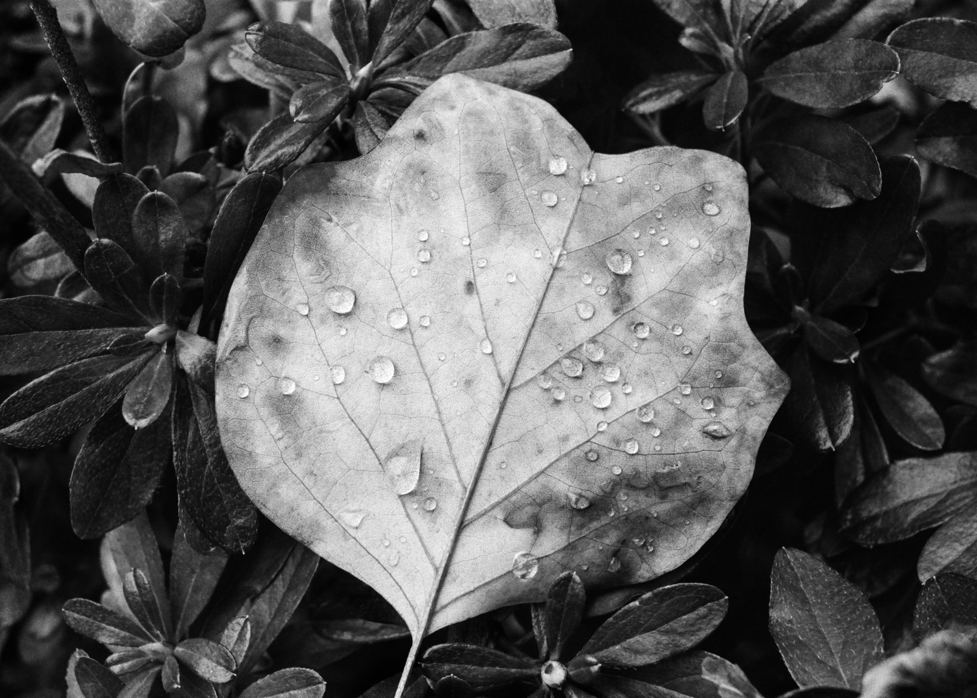 A Guide to color filter used with B&W Film - The Darkroom Photo Lab